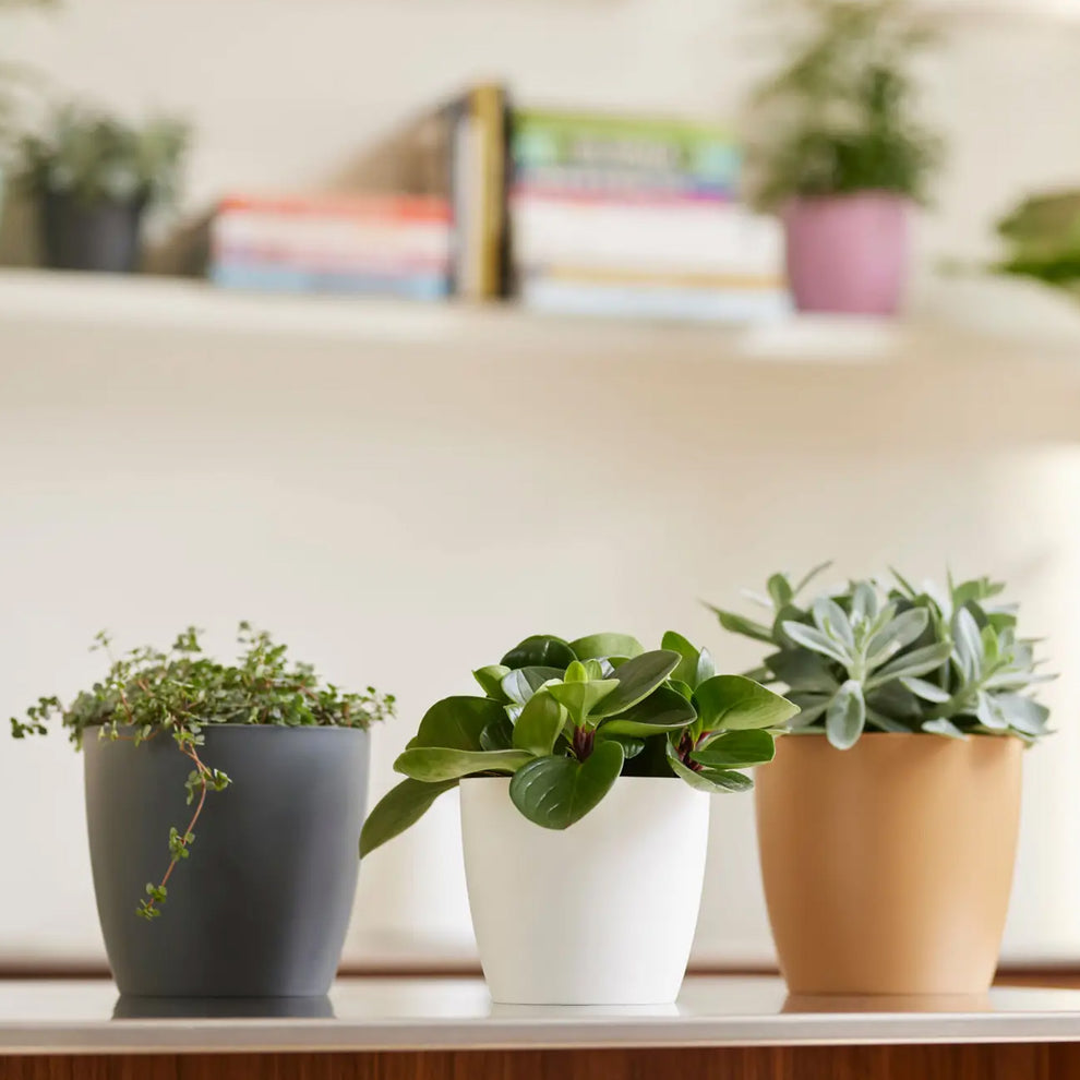 Elho Brussels Round Pot White | Indoor Plant Pot | Free UK Delivery ...