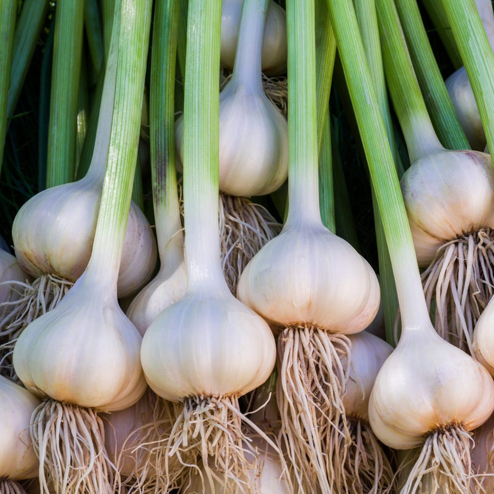 Garcua Garlic Allium Bulbs - Grow Your Own Vegetables – Gardeners Dream