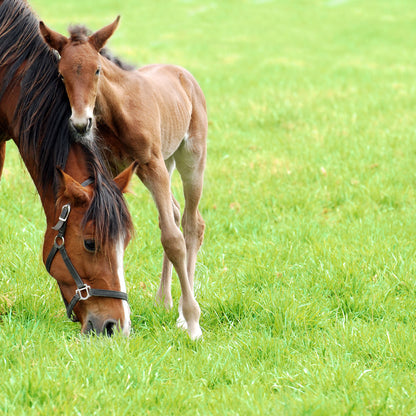 Horse Paddock Grass Seed | Lawn Care | Free UK Delivery Over £50 ...