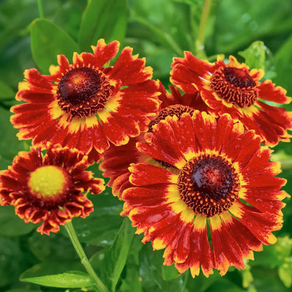 Helenium 'Mariachi Fuego' | Sneezeweed – Gardeners Dream