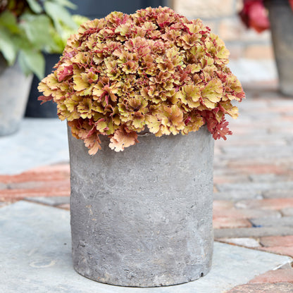 Heuchera 'Frilly' | Coral Bells – Gardeners Dream