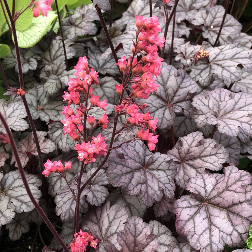 Heuchera 'Timeless Treasure' | Coral Bells – Gardeners Dream