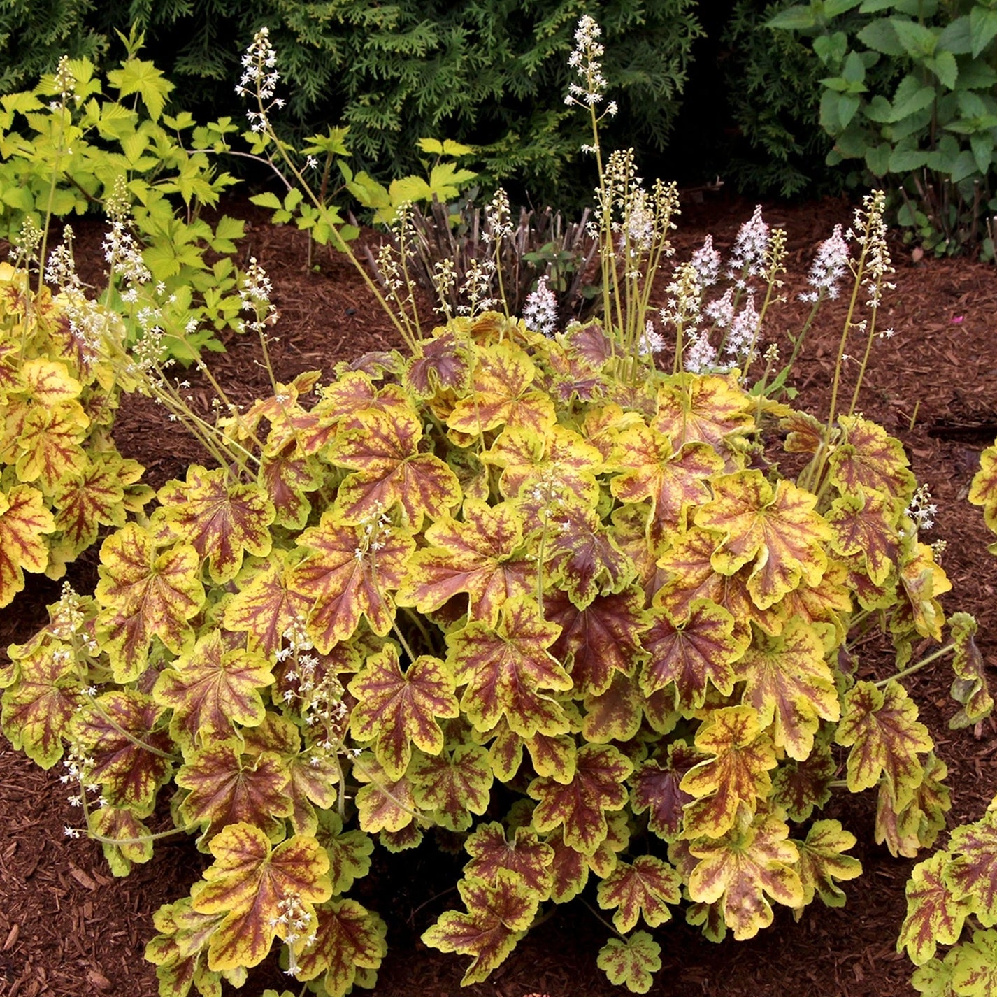 Heuchera 'Gold Zebra' | Outdoor Plants – Gardeners Dream