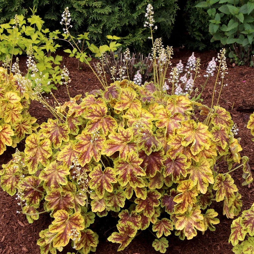 Heuchera 'Gold Zebra' | Outdoor Plants – Gardeners Dream