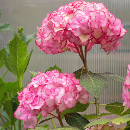 Hydrangea 'Miss Saori' | Mophead Hydrangea – Gardeners Dream