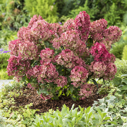 Hydrangea 'Petite Star' | Free UK Delivery Over £50 – Gardeners Dream