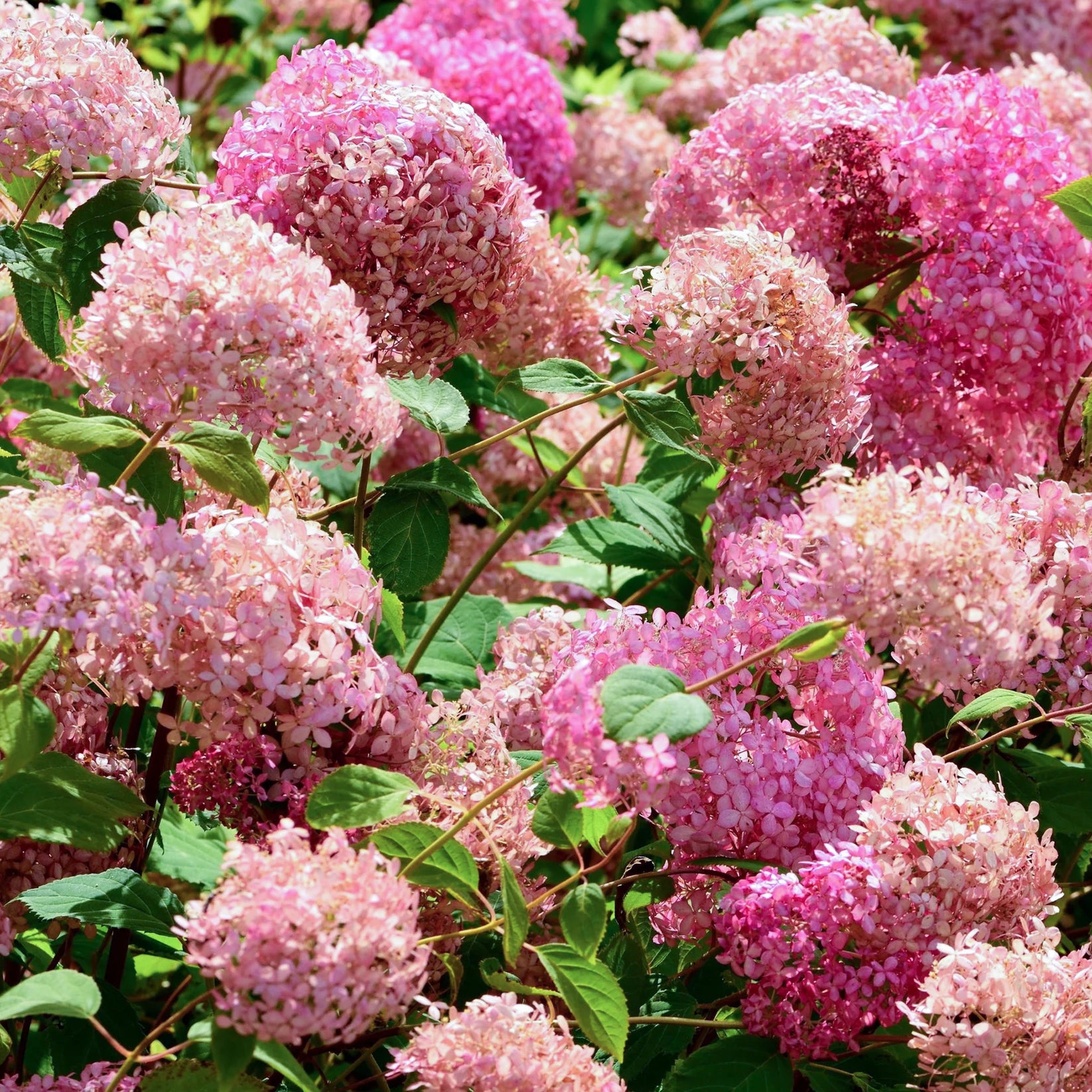 Hydrangea 'Pink Annabelle' | Free UK Delivery Orders Over £50 ...