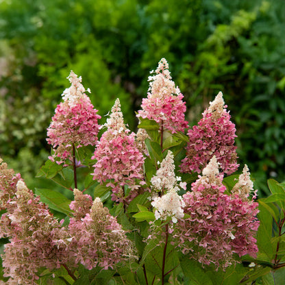 Hydrangea paniculata 'Pinky Winky' | Panicle Hydrangea – Gardeners Dream