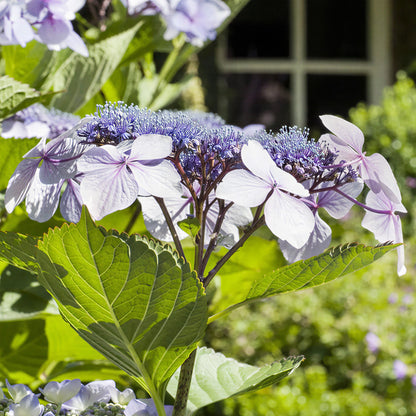 Hydrangea 'Morning Glory' | Mountain Hydrangea – Gardeners Dream