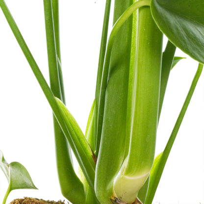 Leaf & Bloom House Plant Bundle | Indoor Plants – Gardeners Dream