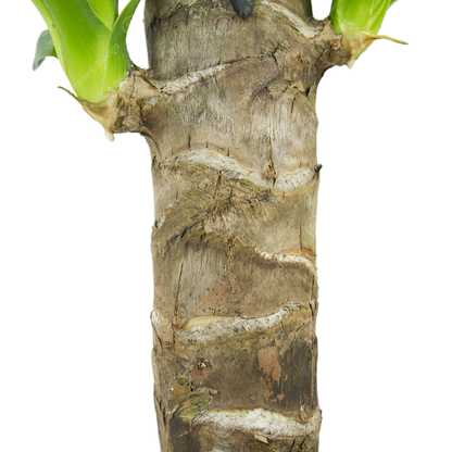 Indoor Oasis House Plant Bundle | Indoor Plants – Gardeners Dream