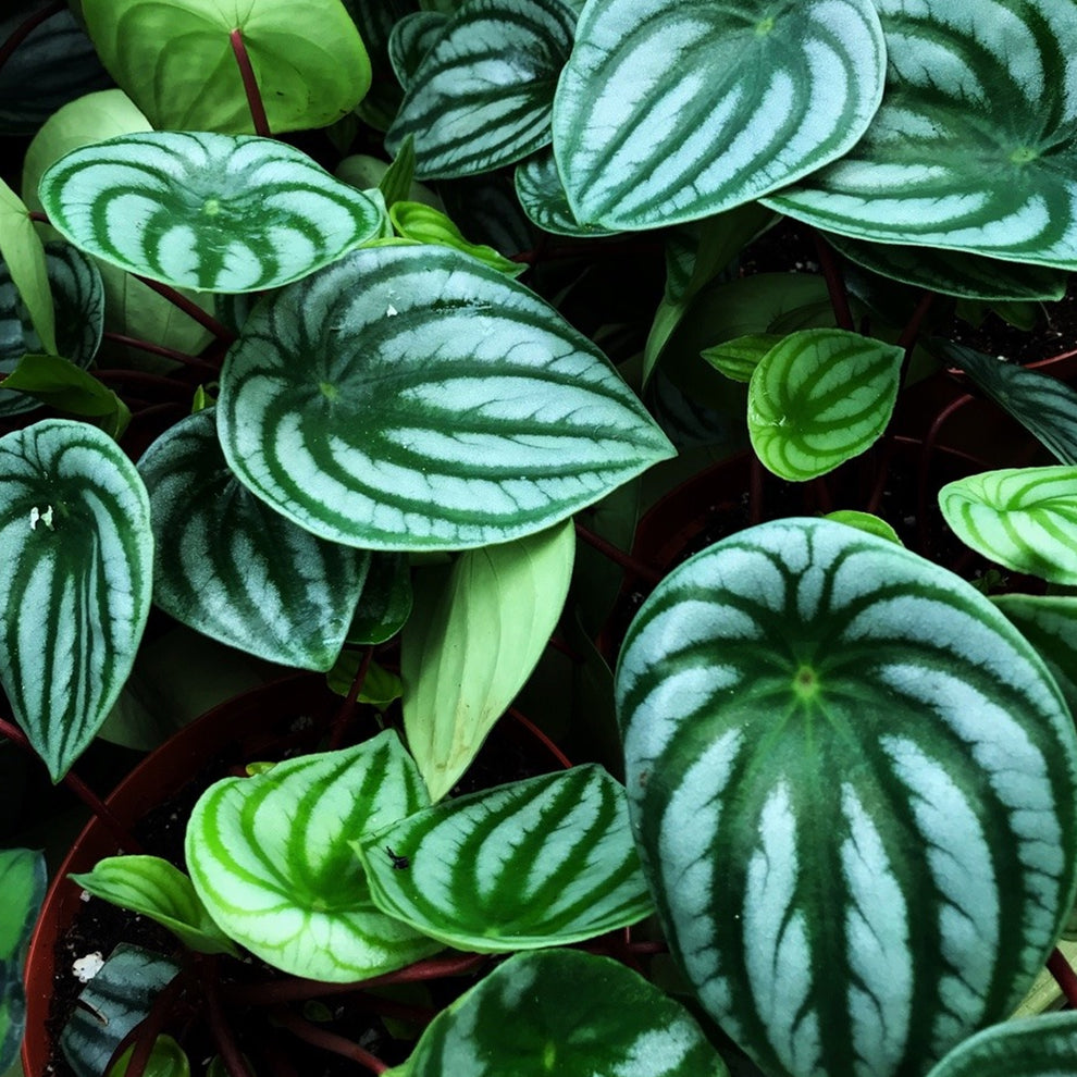 Easy Care Vibrant House Plant Bundle | Indoor Plants – Gardeners Dream
