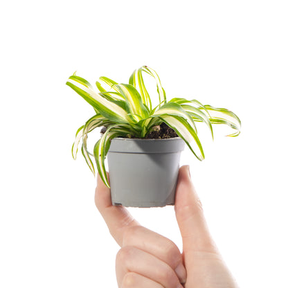 Fur Friendly House Plant Bundle | Indoor Plants – Gardeners Dream