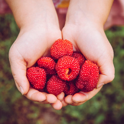 Japanese Sweet Balloon Berry | Rubus illecebrosus – Gardeners Dream