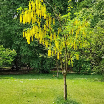 Laburnum 'Vossii' | Golden Chain Tree – Gardeners Dream