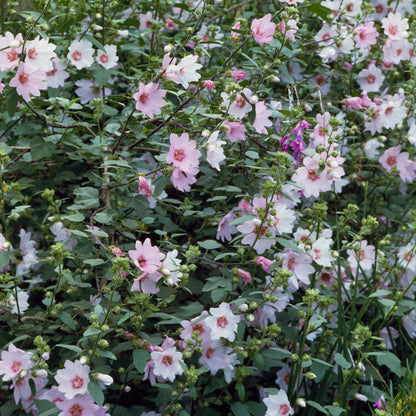 Lavatera 'Silver Barnsley' | Tree Mallow – Gardeners Dream