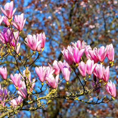 Magnolia 'Susan' | Purple Tulip Tree – Gardeners Dream