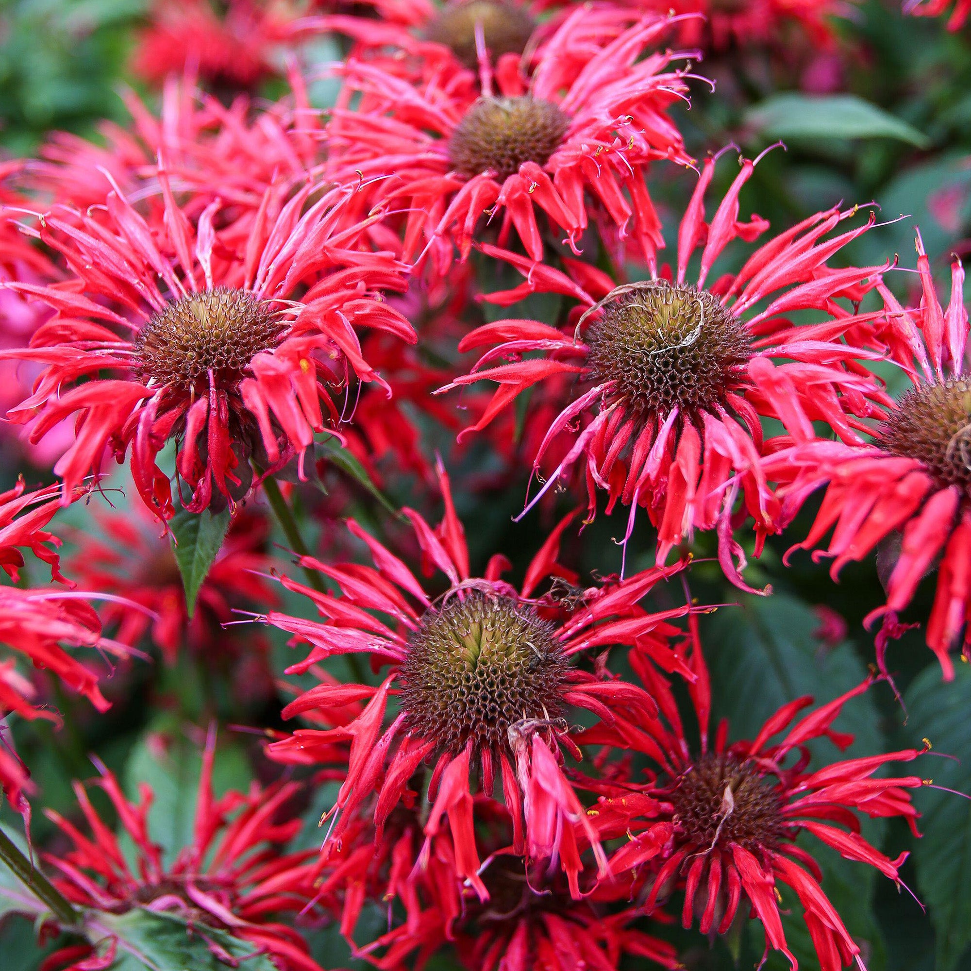 Monarda Cambridge Scarlet Bee Balm Gardeners Dream Monarda Cambridge Scarlet Bee Balm Gardeners Dream