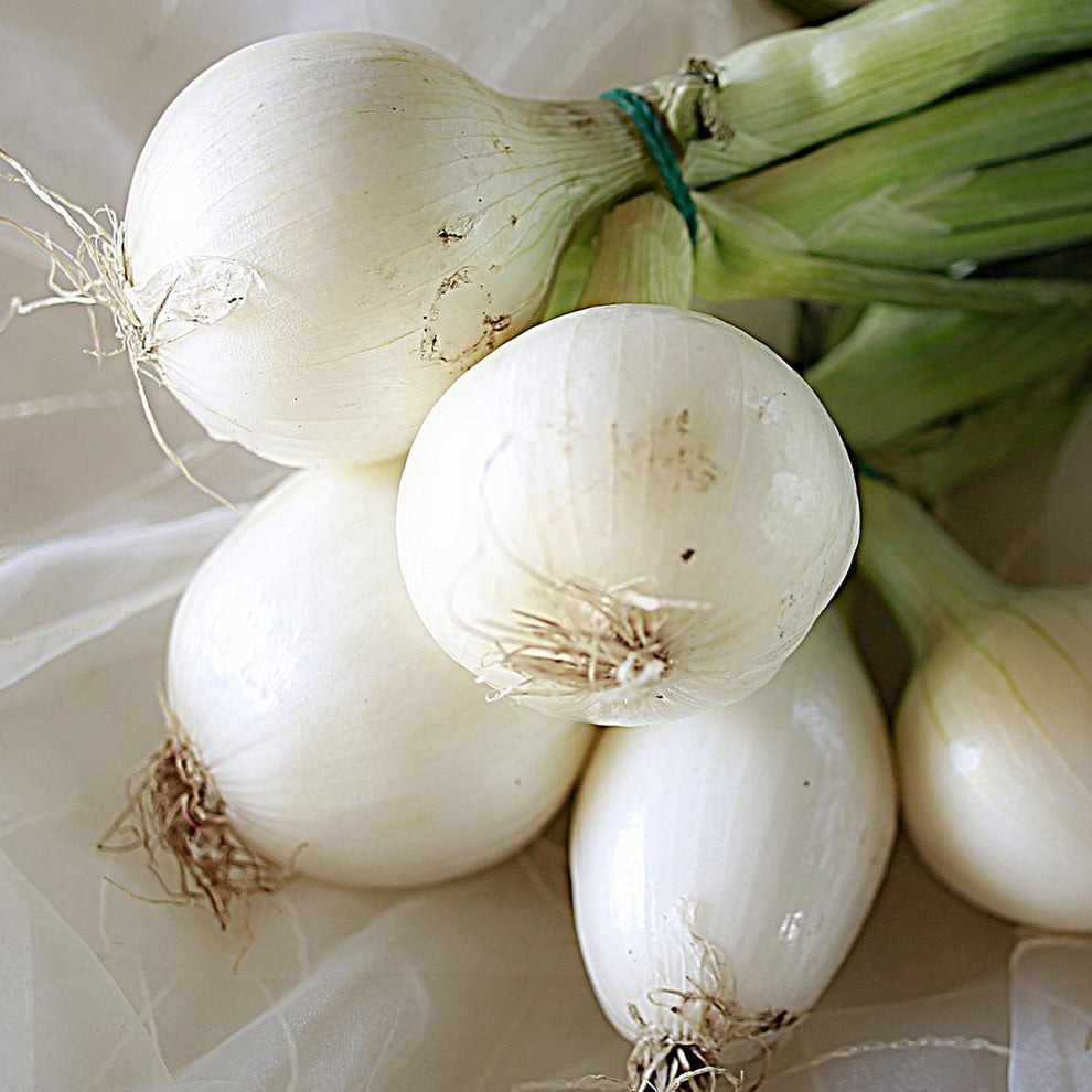 Snowball White Onion Sets - Grow Your Own Garden Vegetables – Gardeners ...