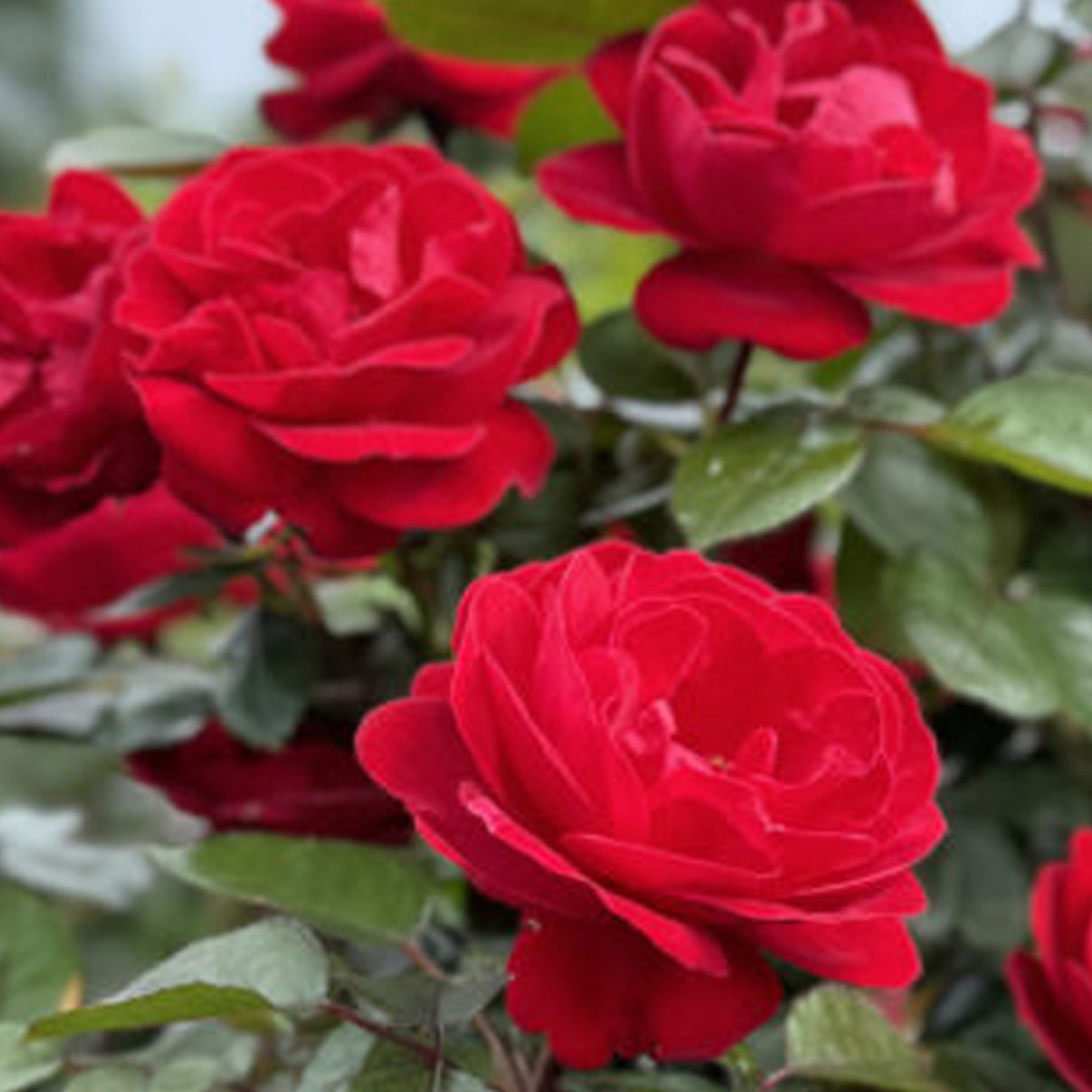 Rosa 'Ruby Romance' | Patio Rose – Gardeners Dream