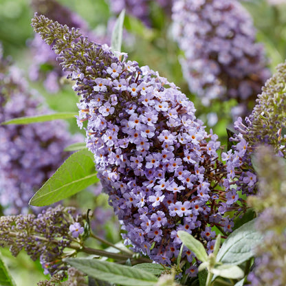 Buddleia 'Lila Sweetheat' Patio Tree | Butterfly Bush – Gardeners Dream
