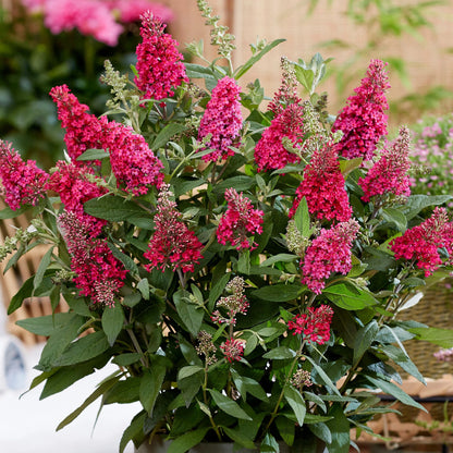 Buddleia 'Little Ruby' Patio Tree | Butterfly Bush – Gardeners Dream