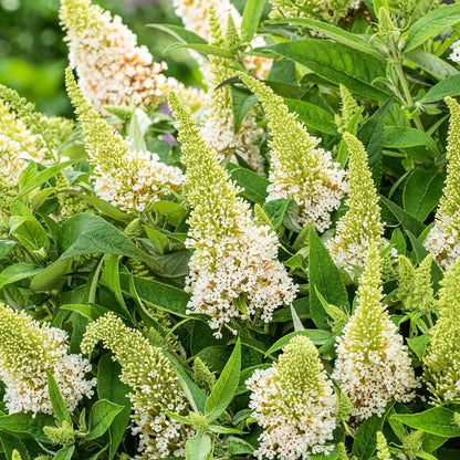 Buddleia 'Little White' Patio Tree | Butterfly Bush – Gardeners Dream
