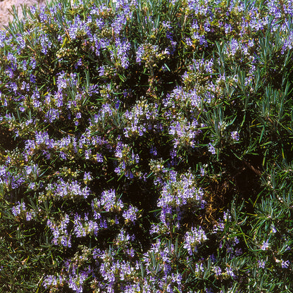 Rosmarinus 'Officianalis Prostratus' Patio Tree | Rosemary – Gardeners ...