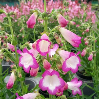 Penstemon 'Pensham Laura' | Beardtongue – Gardeners Dream