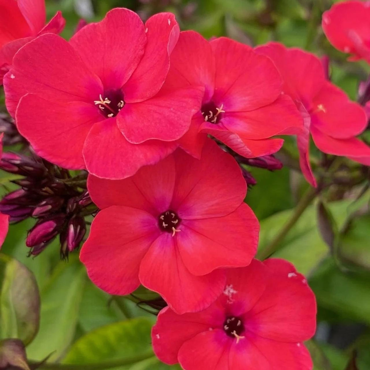 Phlox 'Famous Cerise' | Garden Phlox – Gardeners Dream