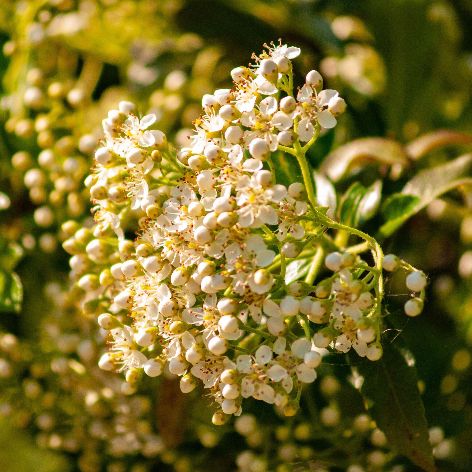 Pyracantha 'Saphyr Orange' | Firethorn Shrub Garden Plant – Gardeners Dream