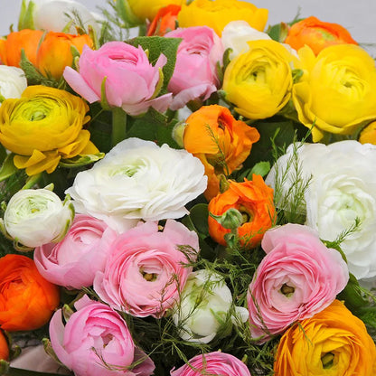 Ranunculus 'Mixed', Ranunculus | Free UK Delivery over £50 – Gardeners ...