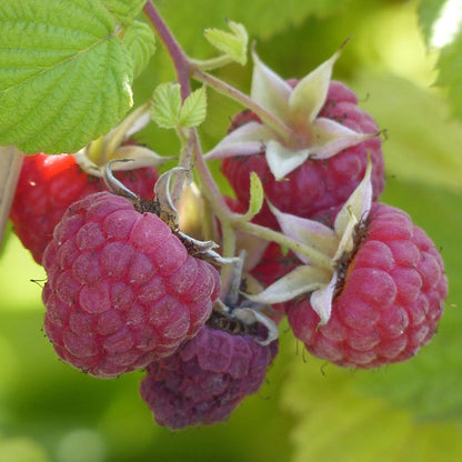 Raspberry 'Autumn Belle' | Raspberry – Gardeners Dream