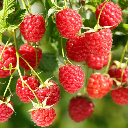 Raspberry 'Cascade Delight' | Raspberry – Gardeners Dream