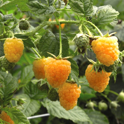Raspberry 'Lowberry Good As Gold' | Raspberry – Gardeners Dream
