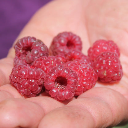 Raspberry 'Groovy' | Raspberry – Gardeners Dream
