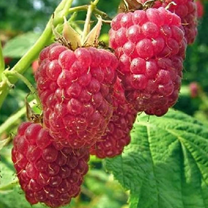 Raspberry 'Malling Promise' | Raspberry – Gardeners Dream
