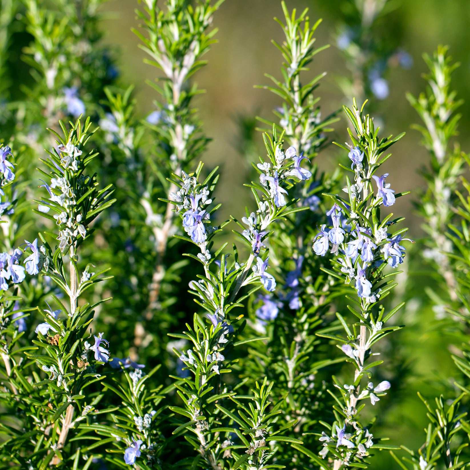 Rosemary 'Tuscan Blue' Herb Plants | Salvia rosmarinus – Gardeners Dream