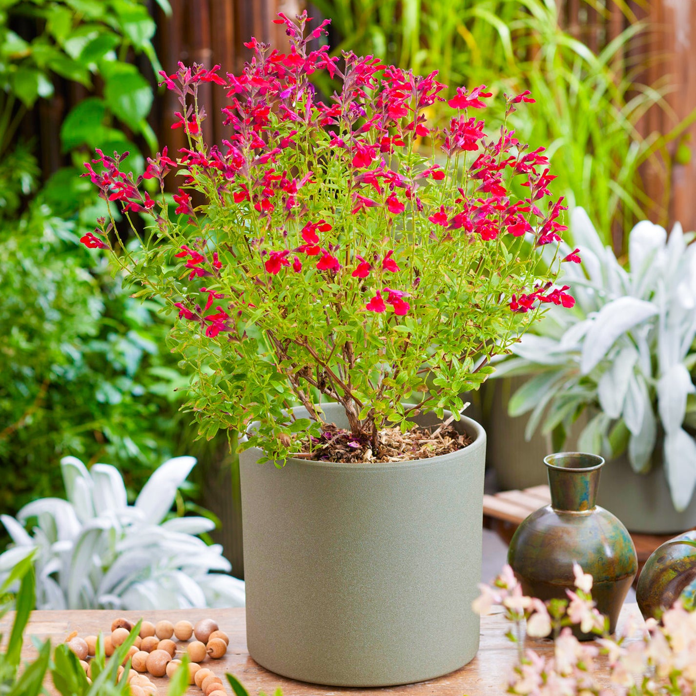 Salvia 'Magical Colorado' | Sage – Gardeners Dream