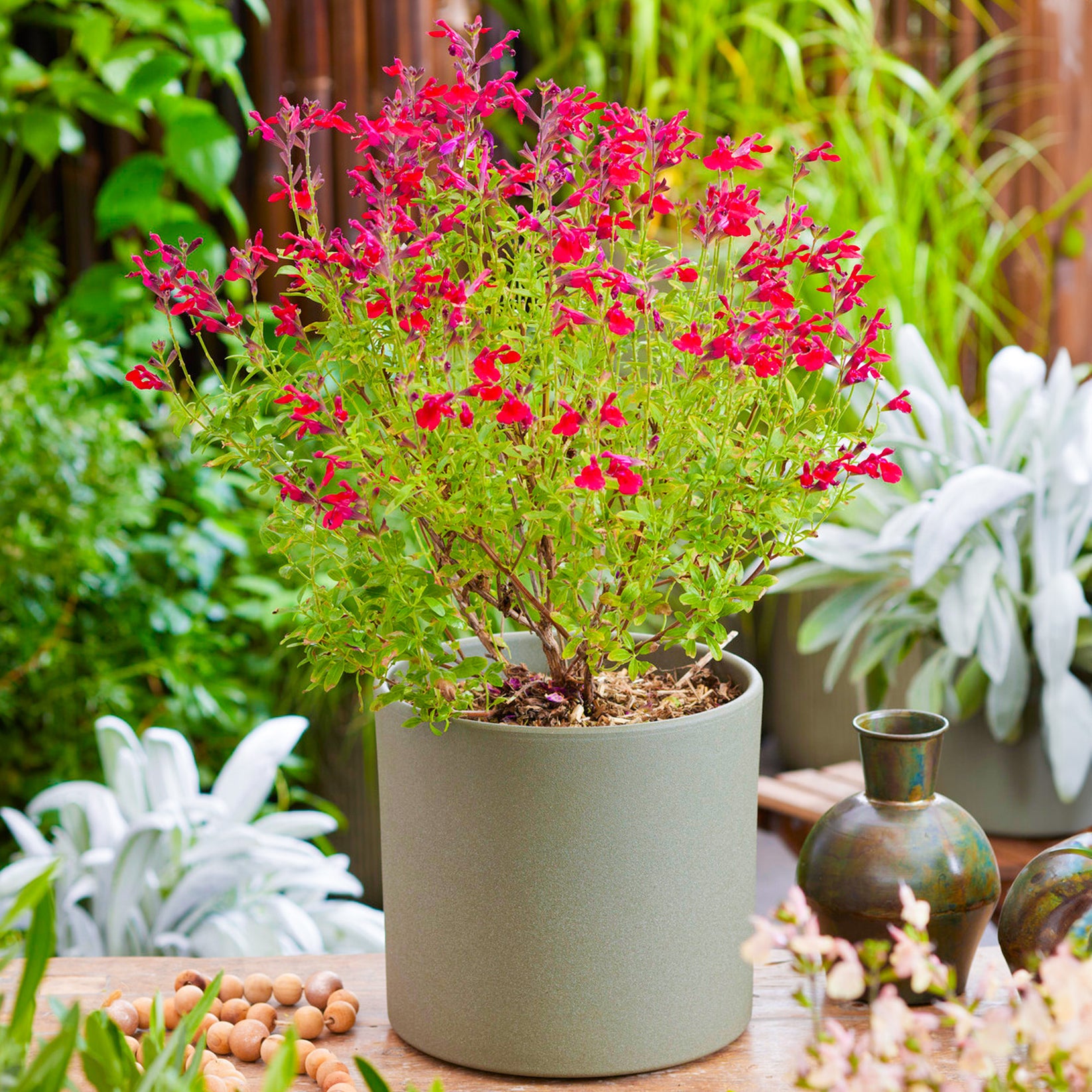 Salvia 'Magical Colorado' | Sage – Gardeners Dream