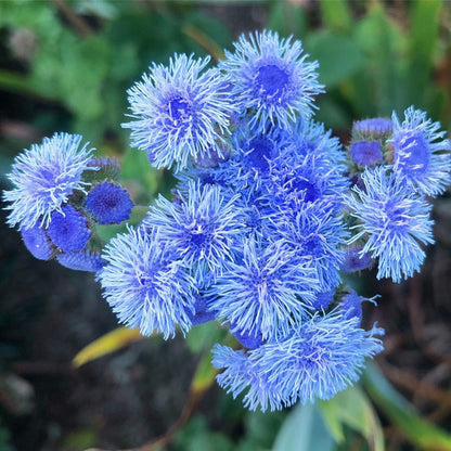 Ageratum Blue Ball Flower Seeds | Annual Garden Flowers – Gardeners Dream