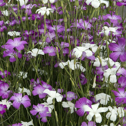 Agrostemma Queen Formula Mix Seeds | Annual Garden Flowers – Gardeners ...