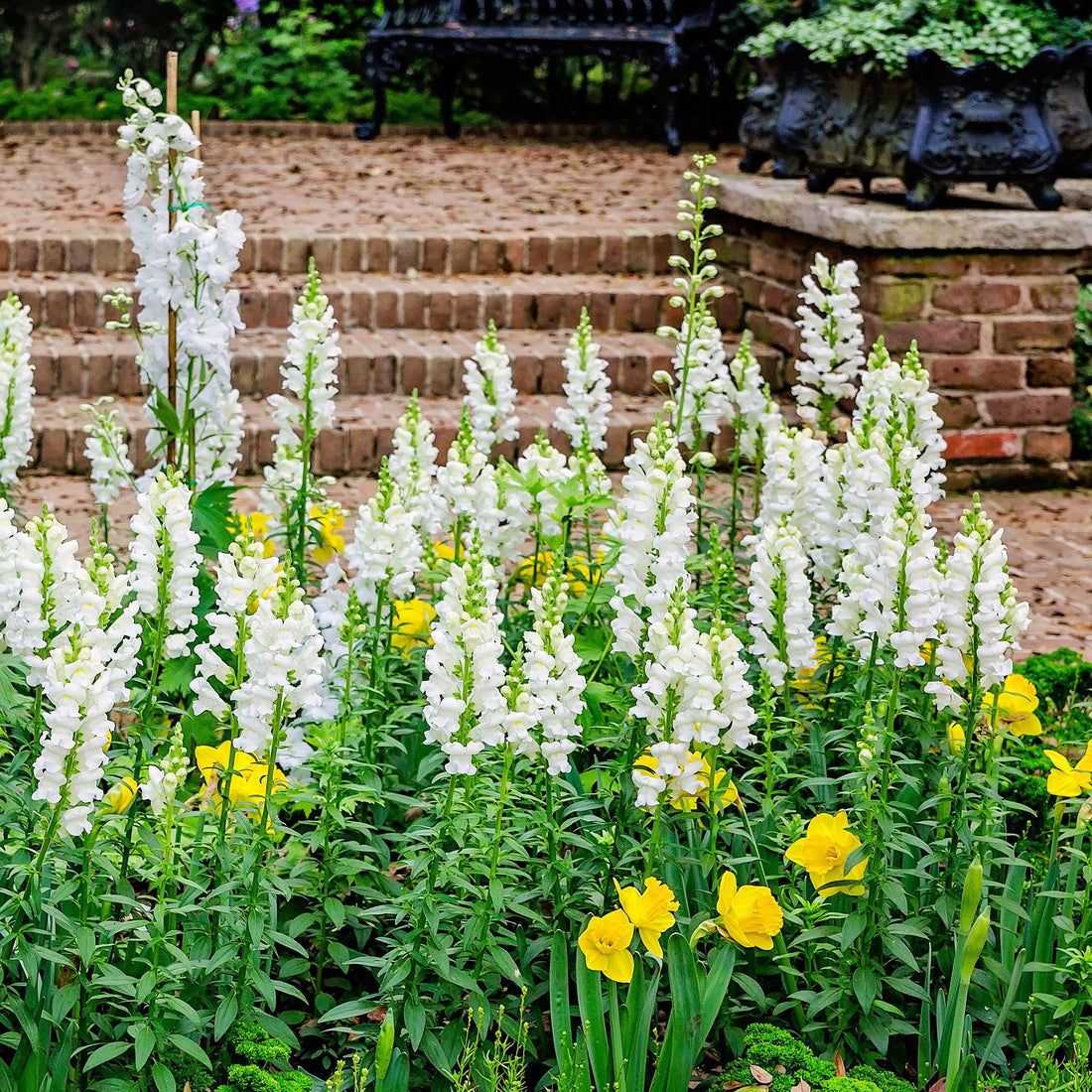 Antirrhinum 'Admiral White' | Snapdragon Seeds – Gardeners Dream