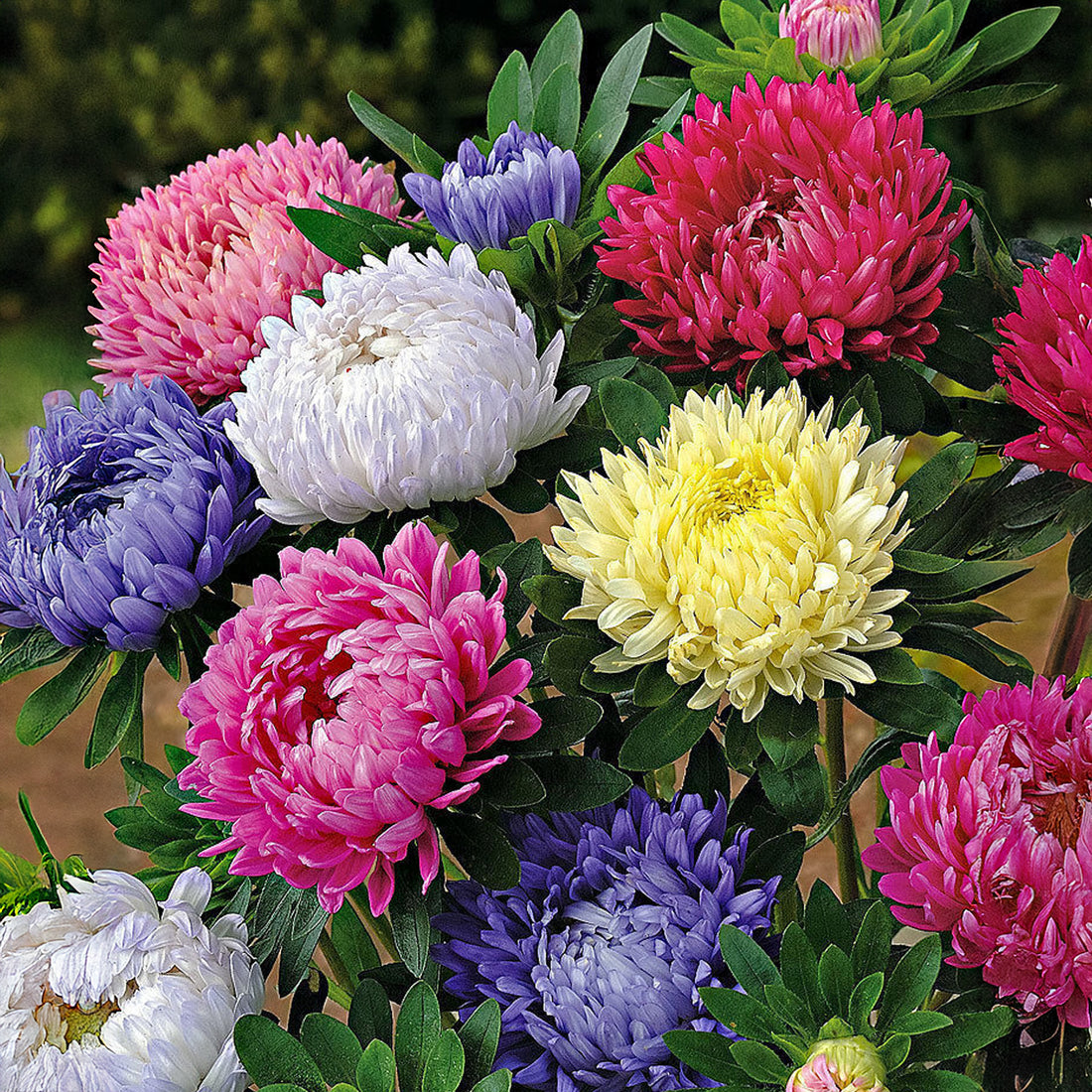 Aster Duchess Mixed Seeds | Summer Annual Garden Flowers – Gardeners Dream