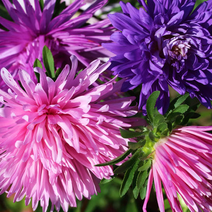 Aster Ostrich Plume Seeds | Summer Annual Garden Flowers – Gardeners Dream