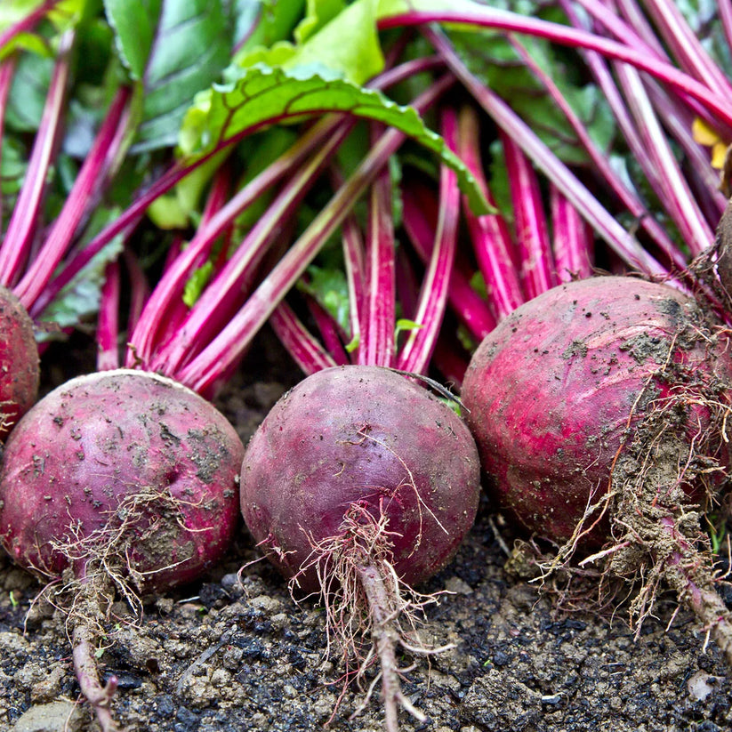 Beetroot Boltardy | Grow Your Own | Free UK Delivery – Gardeners Dream