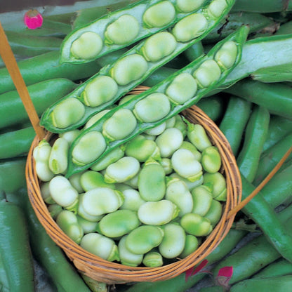 Masterpiece Green Broad Bean Seeds | Free UK Delivery – Gardeners Dream