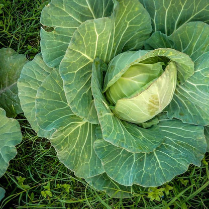 Cabbage Stonehead F1 | Grow Your Own | Free UK Delivery – Gardeners Dream