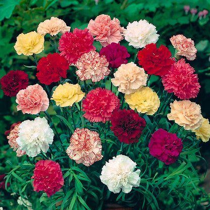 Carnation Giant Chabaud Mixed Seeds | Outdoor Plants – Gardeners Dream