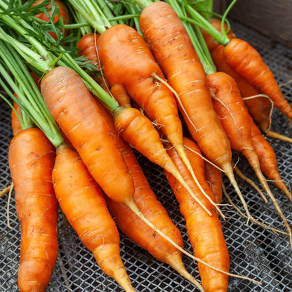 Carrot Flyaway F1 | Grow Your Own | Free UK Delivery – Gardeners Dream